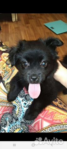 Щенок в добрые руки