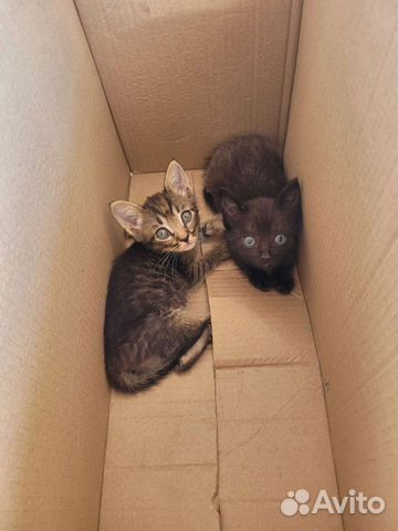 Кошки в добрые руки бесплатно