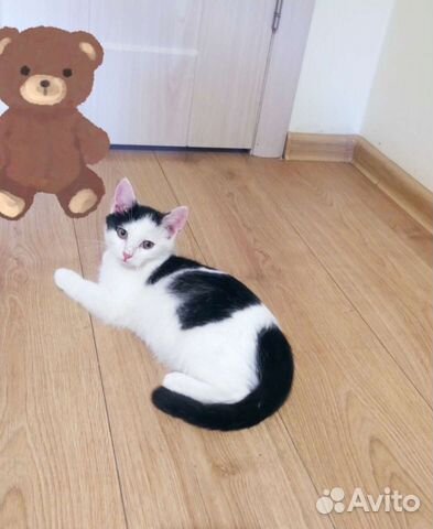 Котёнок Белянчик в добрые руки