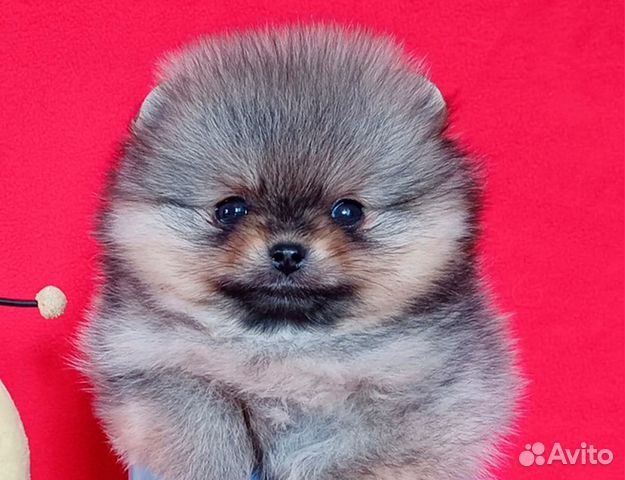 Померанский шпиц щенок девочка