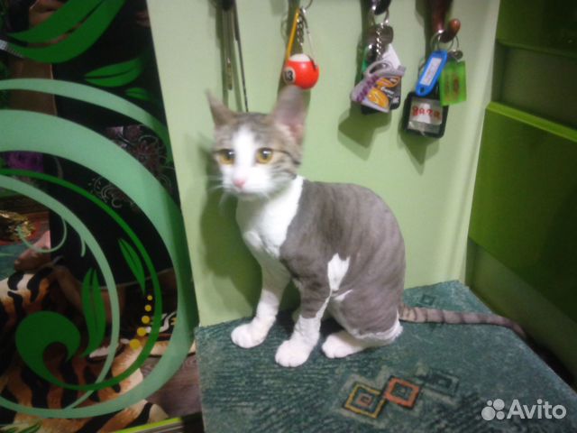 Кошка-Хильда 6 мес