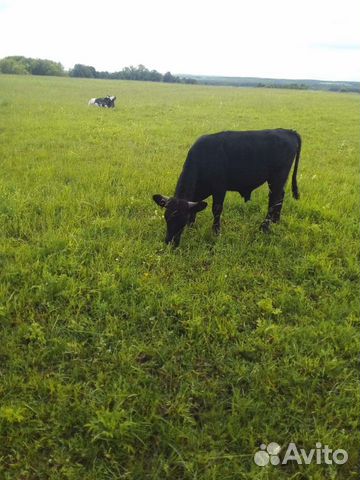 Бычки и быки 1 год 4 месяца