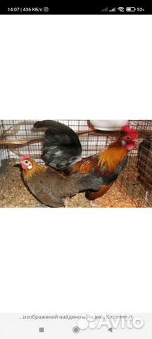 Петухи бентамки