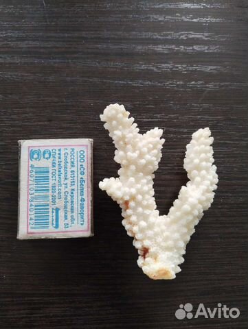 Коралл натуральный