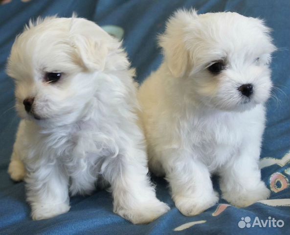 Мальтийская болонка