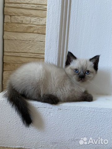 Котенок девочка