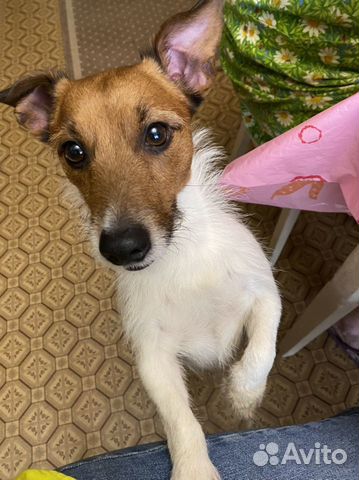 Ищу невесту для Джекрассел терьера