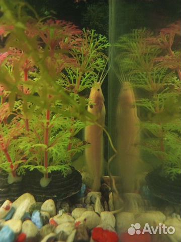 Клариевый сом