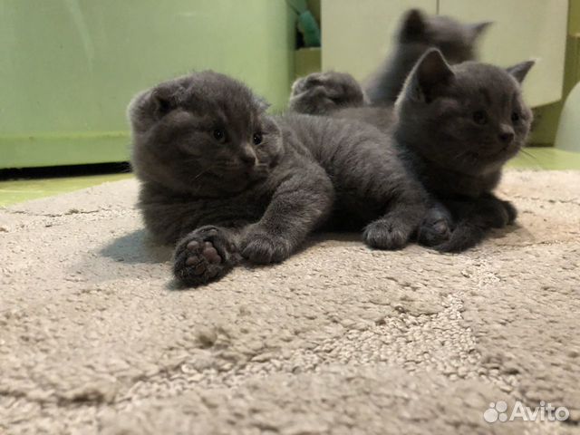 Британские вислоухие котята