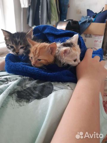 Котята в добрые руки