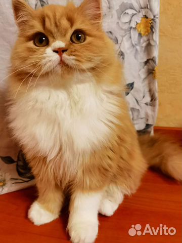 Шикарный котик хайленд