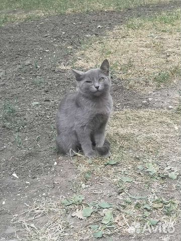 Русская голубая