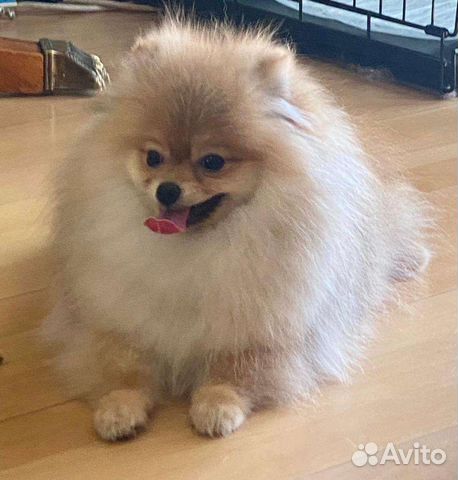 Щенки шпица