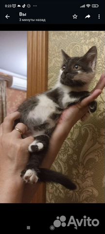 Котенок редкого окраса