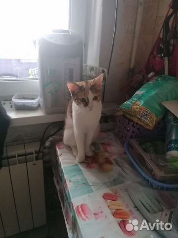 Кошки в добрые руки бесплатно