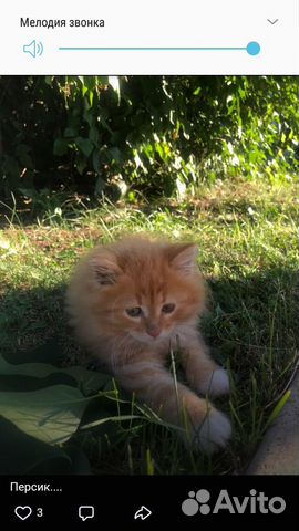 Отдам котёнка
