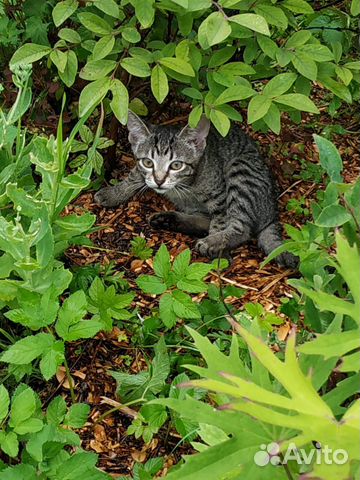 Котенок с окрасом "черный Бенгал". Кошка