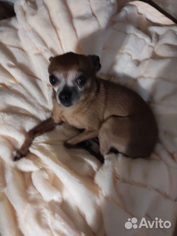 Той-терьер + Чихуахуа