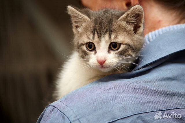 Забавный красивый котенок Макс 2,5мес