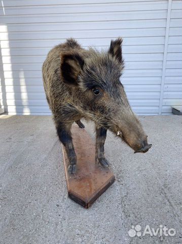 Дикий кабан
