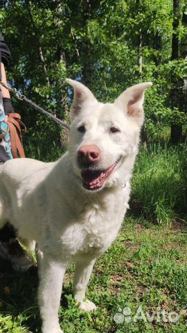 Пёс Беляш ждет хозяина Собака в дар