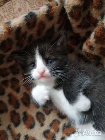 Малыши-котята в добрые руки