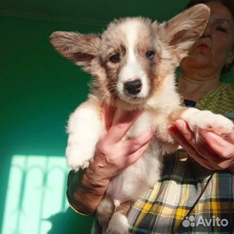 Вельш Корги Кардиган красивые малыши