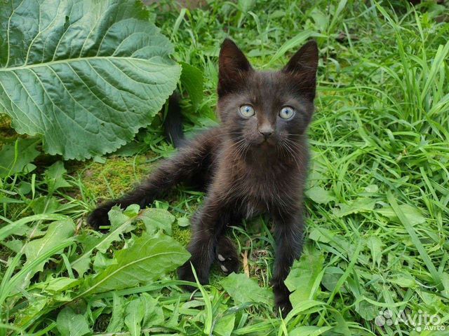 Кошка в дар бесплатно