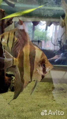 Скалярии и альтум