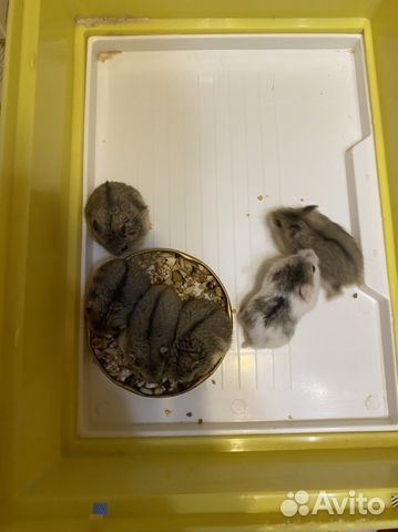 Джунгарский хомяк