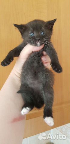 Котенок девочка 1,5мес. ника