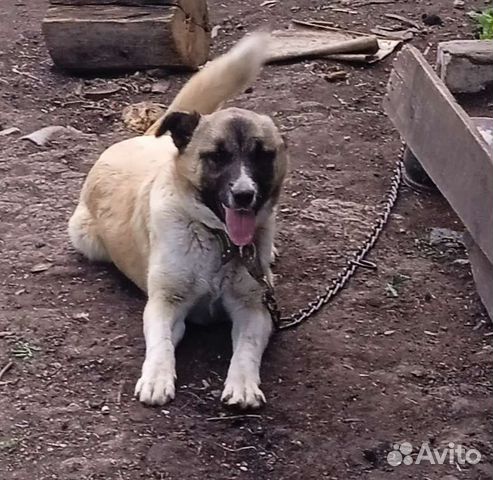 Метис стаффорда и немца