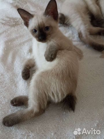 Меконгский бобтейл