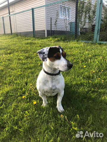 Вязка Джек Рассел терьер