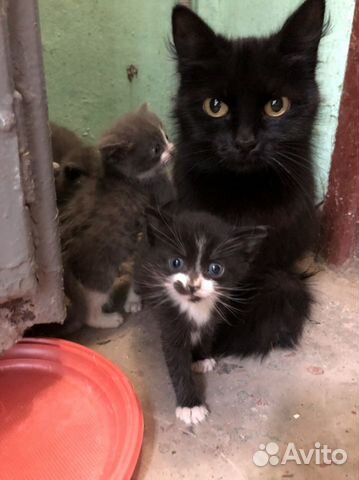 Котята в добрые руки 1 месяц бесплатно