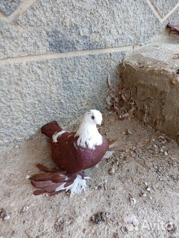 Лучшая птица птица юга России