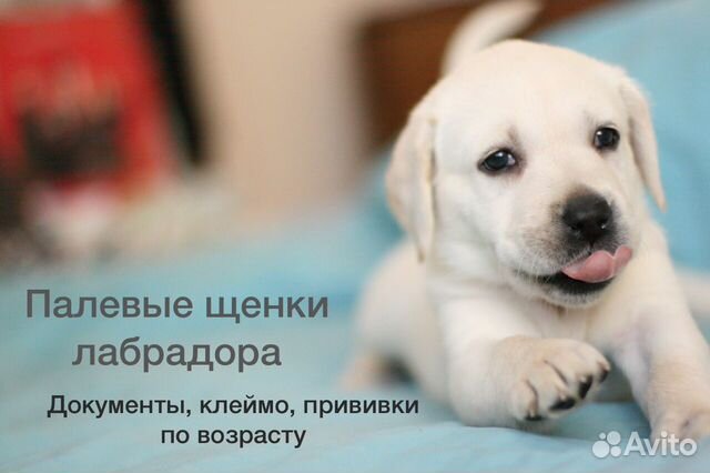 Щенки экстра класса