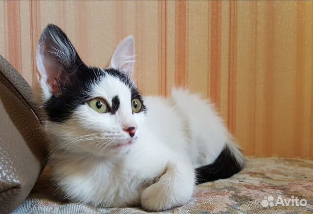 Котодевочка 2,5 месяца