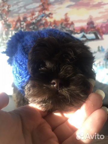 Кудрявые детки мальтипу f1