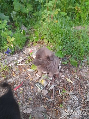 Отдадим щенят бесплатно