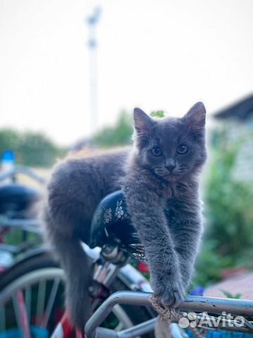 Британские котята