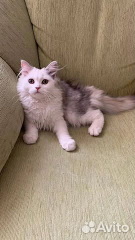 Кошка прямоухая шотландская
