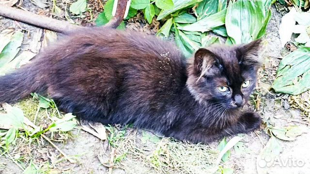 Кошечка котёнок в добрые руки