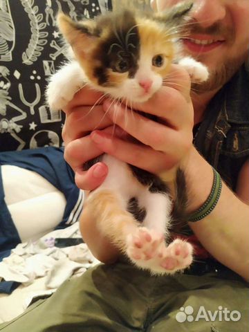 Котята хотят на ручки)