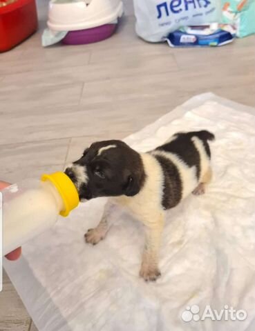 Ищем кормящую собачку