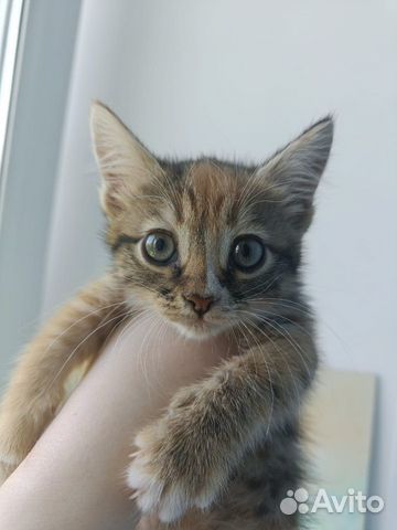 Маленькая красавица в добрый дом
