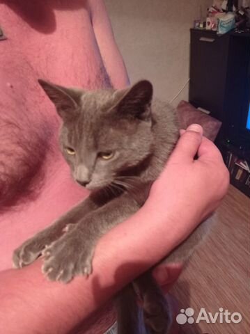 Нашли серого кота ул. Колпинская