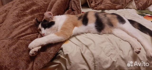 Молодая кошечка в дар