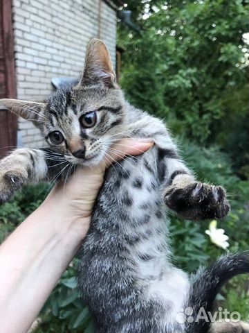 Котенок полосатый