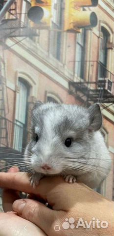 Шиншилленок Сеня